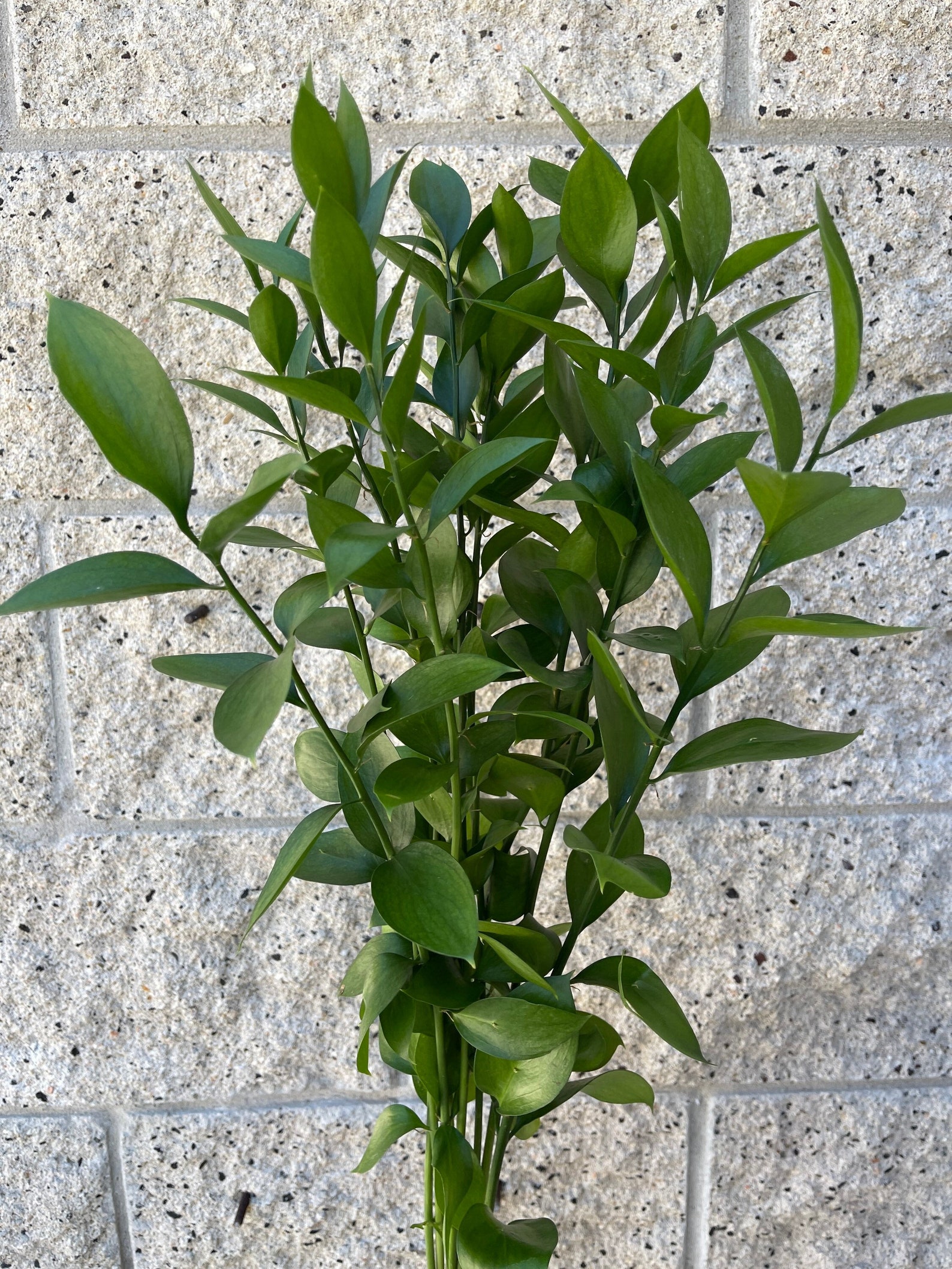Fresh Israeli Ruscus Bundle, California Grown Eucalyptus - Etsy