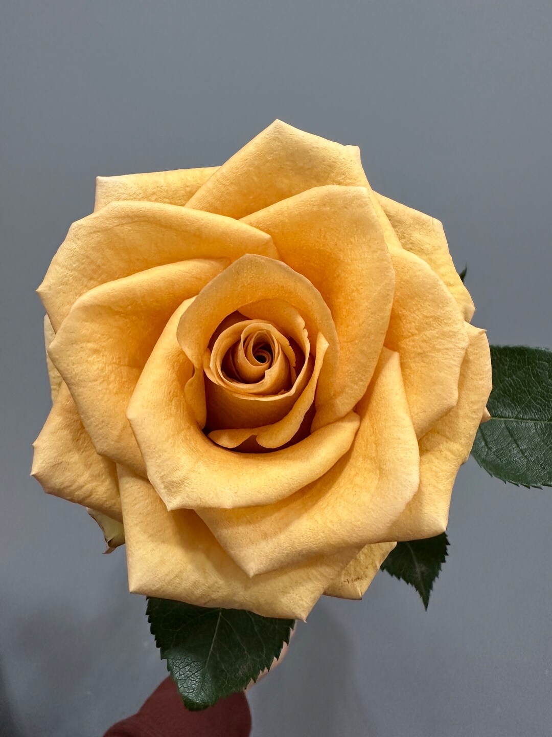 20 Fresh Combo Mustard Garden Roses Gold Garden Roses Bulk Mustard ...