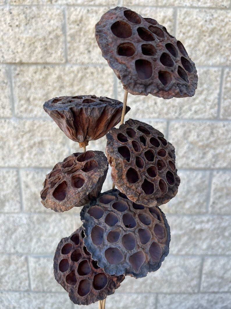 Natural Lotus Pods Stems // Dried & Preserved Pods Bundle// - Etsy