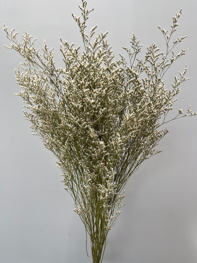 White Misty Limonium Caspia: Dried Wedding Flower Filler - Etsy