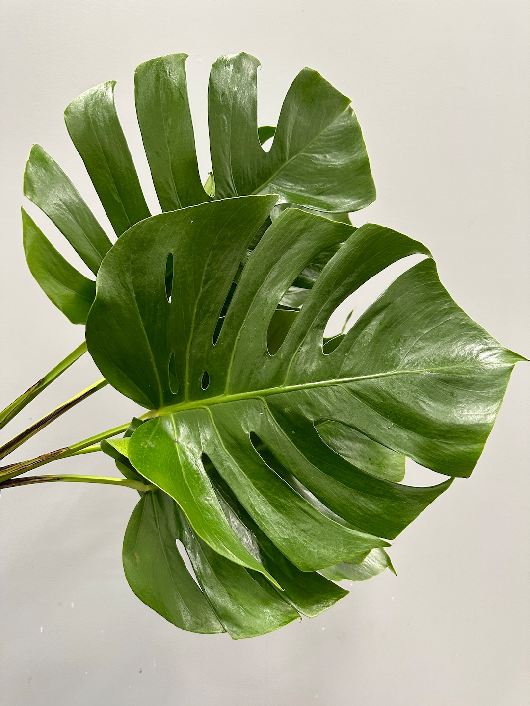 Fresh Cut Monstera Leaves Bundle: Tropical Greenery, 5 Stems - Etsy