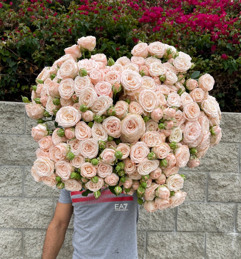 Fresh Bombastic Garden Spray Roses Luxury Garden Spray Roses - Etsy