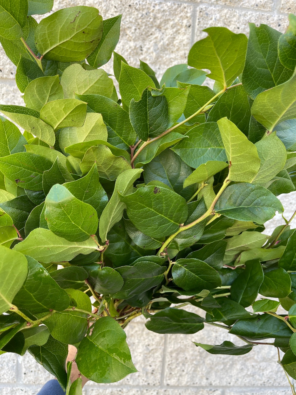 Large Fresh Salal Lemon Leaf Bundle Wedding Greenery | Etsy