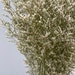 Fresh White Misty // Bulk White Caspia // Dried Wedding Flowers ...
