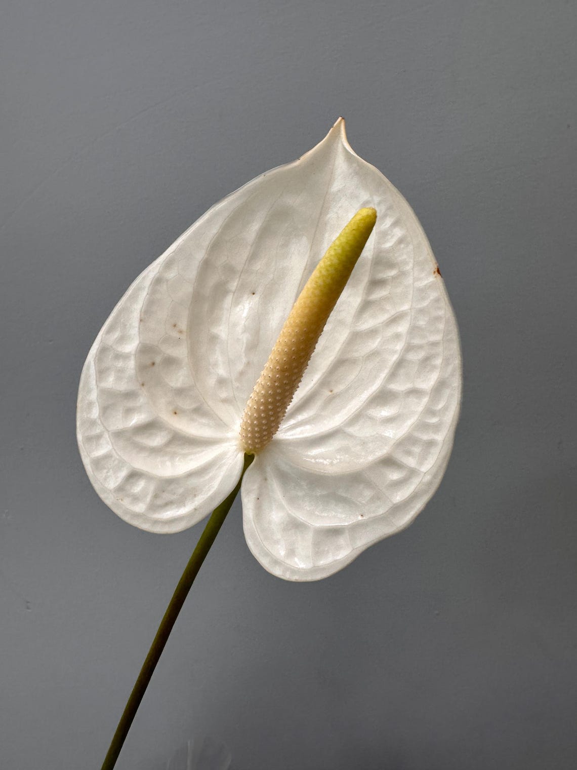 Fresh Cut Anthurium White Stems | Long-lasting Tropical Flowers ...