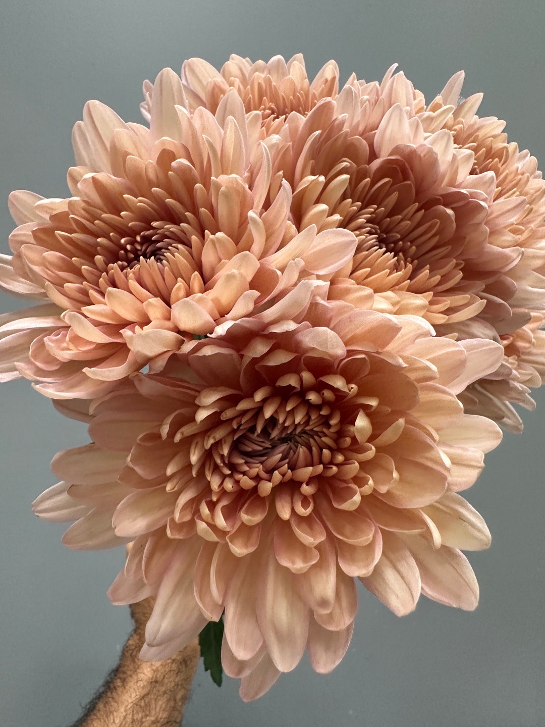 30 Fresh Dusty Peach Mum Stems - Cut Flower - Bulk Wedding Flowers ...