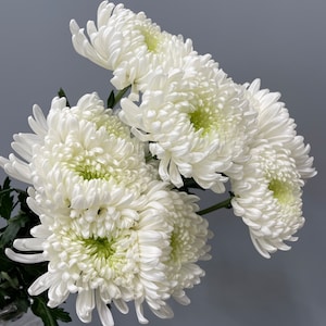 20 White Football Mums: Fresh Cut Wedding Flowers - Etsy
