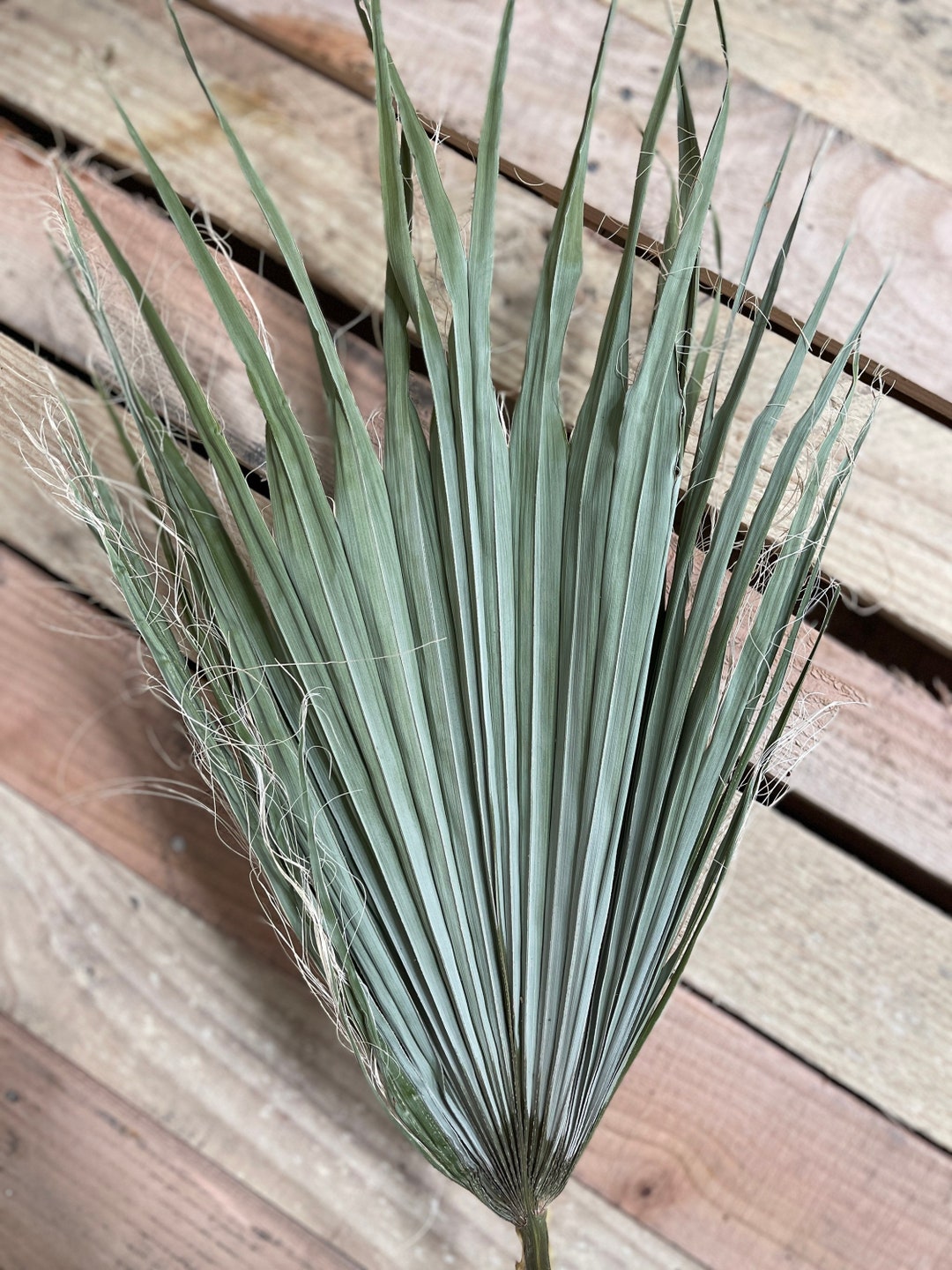 5 Bearded Palms // Palms/ Home Decor // Naturally Grown and Preserved ...