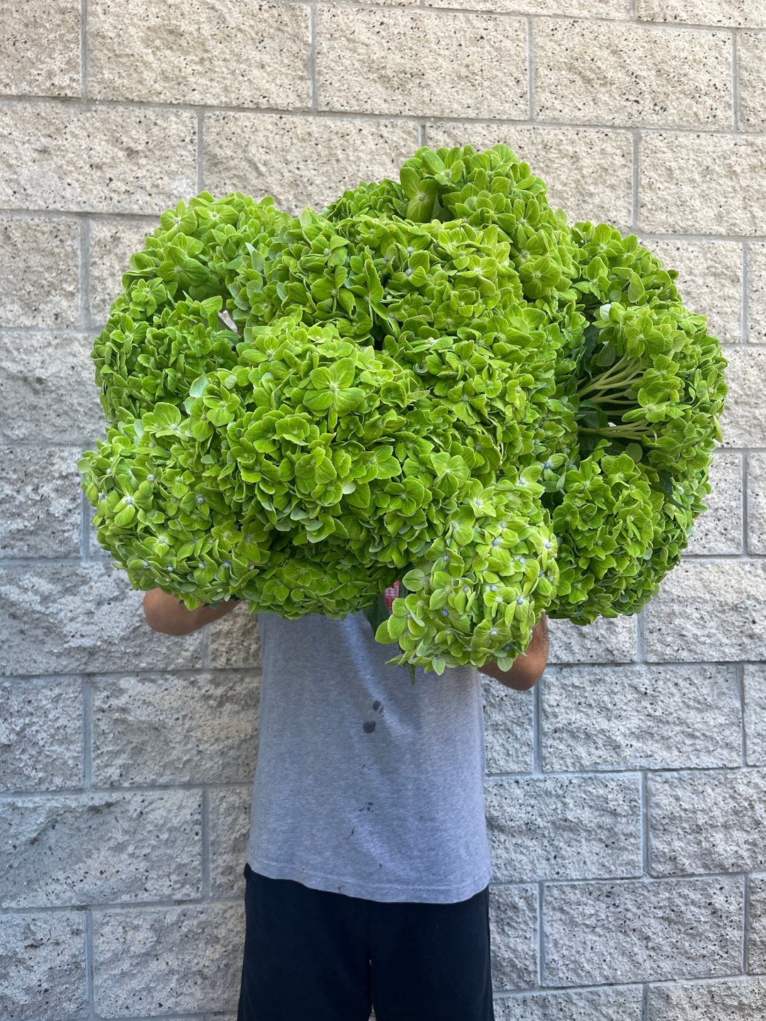 30 Dark Green Hydrangea Stems // Fresh Green Hydrangea // Fresh Wedding ...