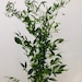 Fresh Italian Ruscus Bundle, Ruscus ACULEATUS , California Flower ...