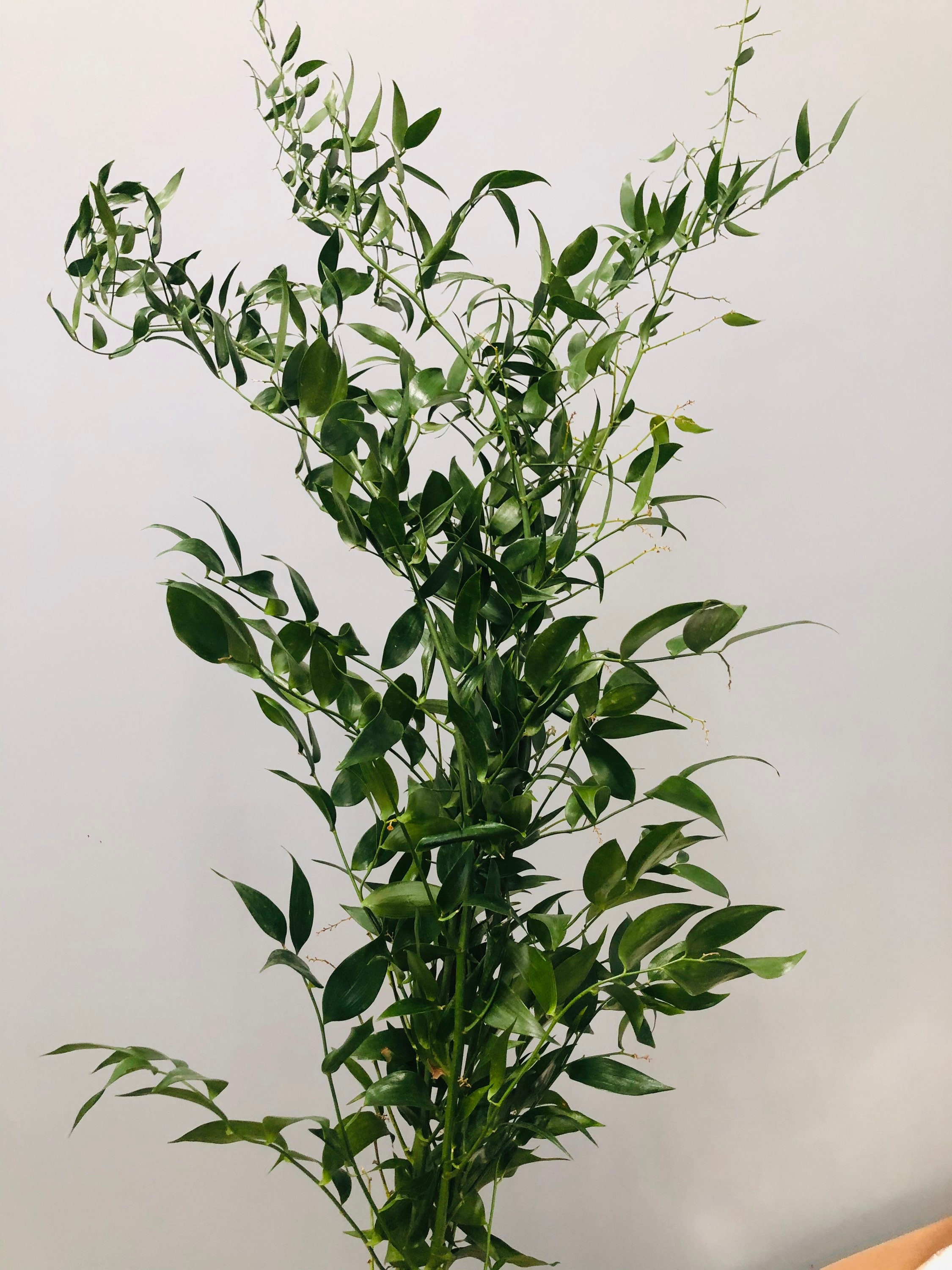 Fresh Italian Ruscus Bundle Ruscus ACULEATUS California - Etsy