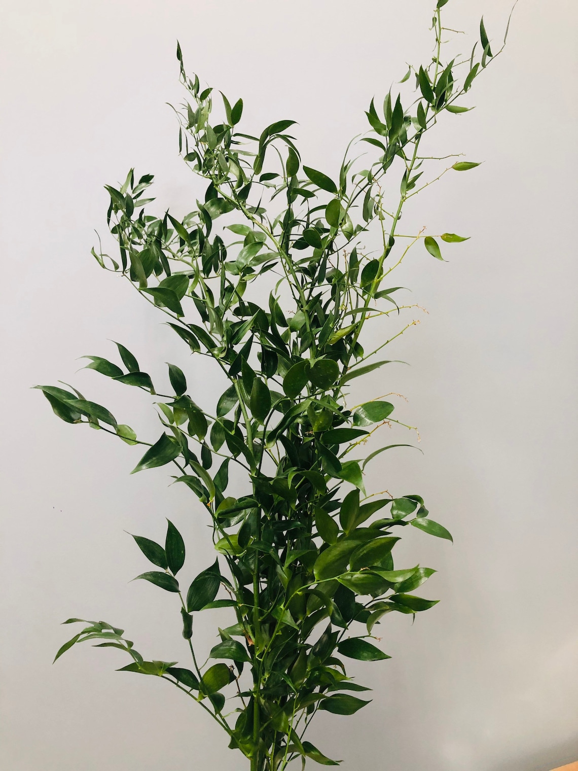 Fresh Italian Ruscus Bundle Ruscus ACULEATUS California - Etsy