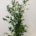 Fresh Italian Ruscus Bundle, Ruscus ACULEATUS , California Flower ...