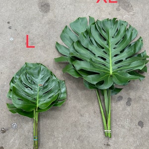 Fresh Cut Monstera Leaves Bundle: Tropical Greenery, 5 Stems - Etsy