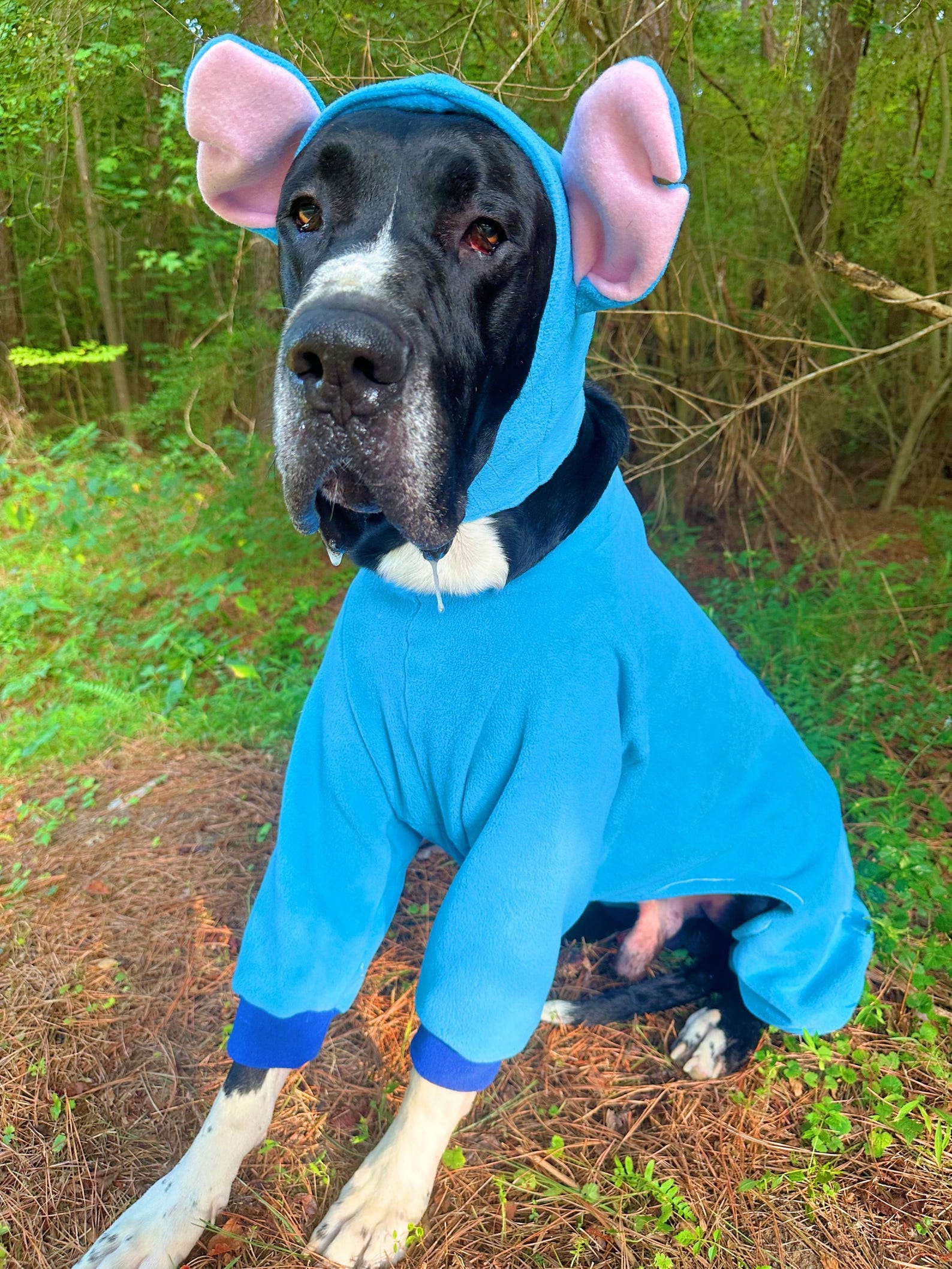 Custom Great Dane Halloween Costume for Dogs, Extra Large Stitch Dog ...