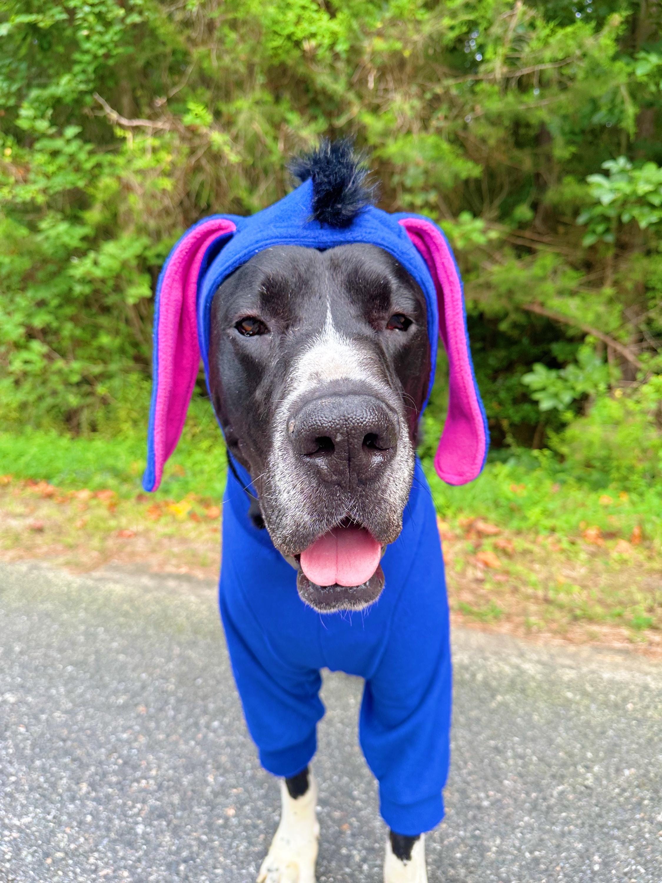 Custom Great Dane Halloween Costume for Dogs, Extra Large Donkey Dog ...