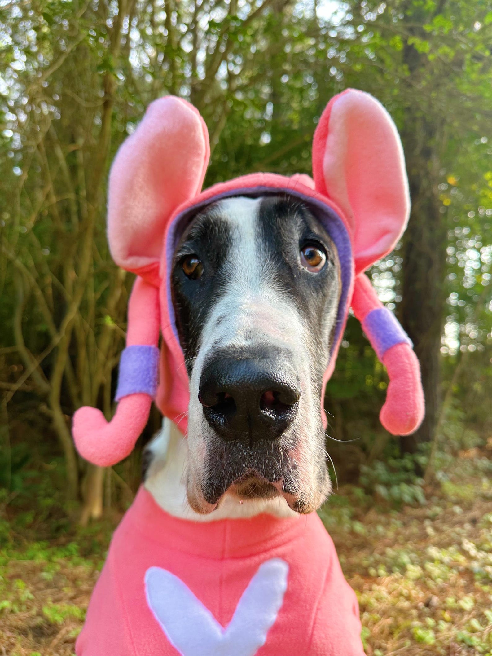 Custom Great Dane Halloween Costume for Dogs, Extra Large Stitch Dog ...