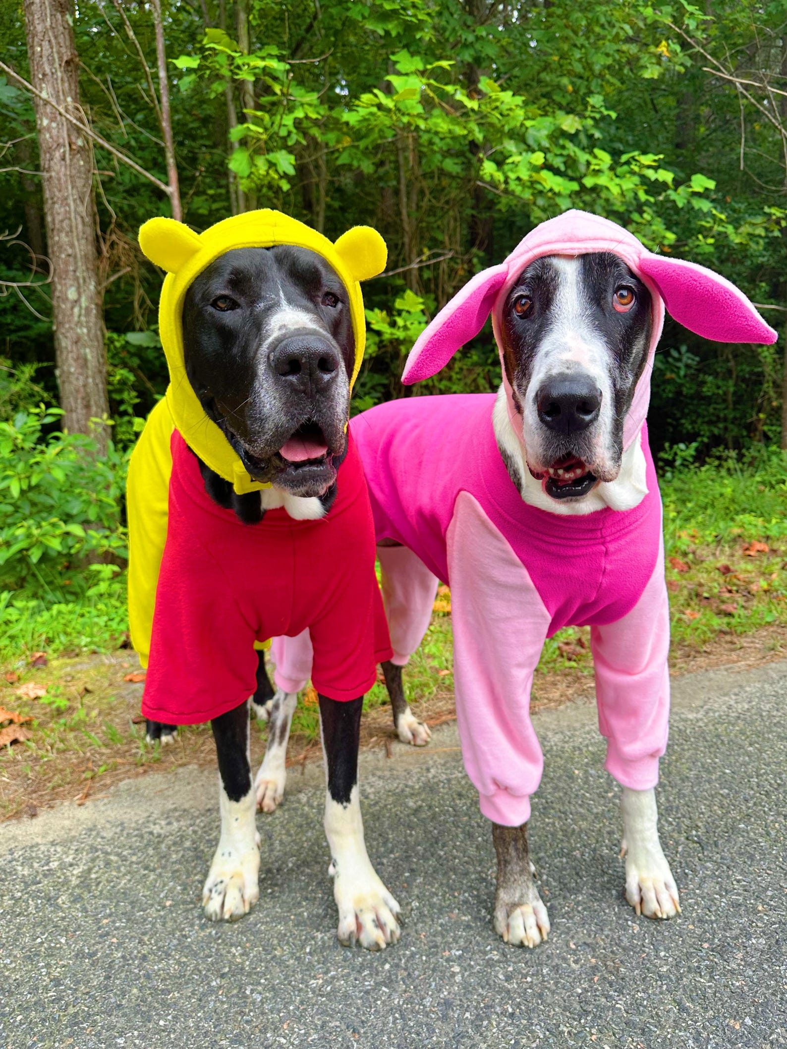 Custom Great Dane Halloween Costume for Dogs, Extra Large Dog Piglet ...