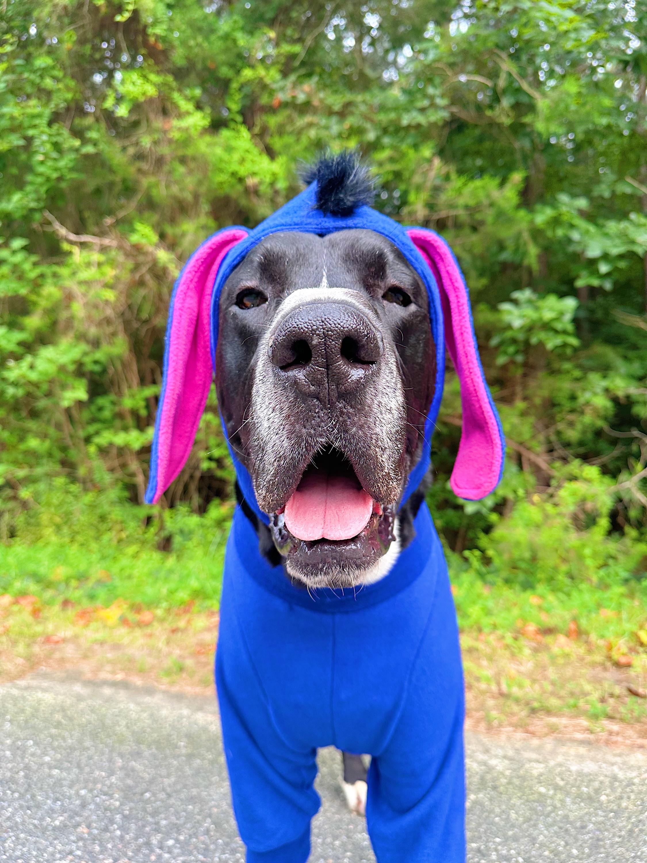 Custom Great Dane Halloween Costume for Dogs, Extra Large Donkey Dog ...