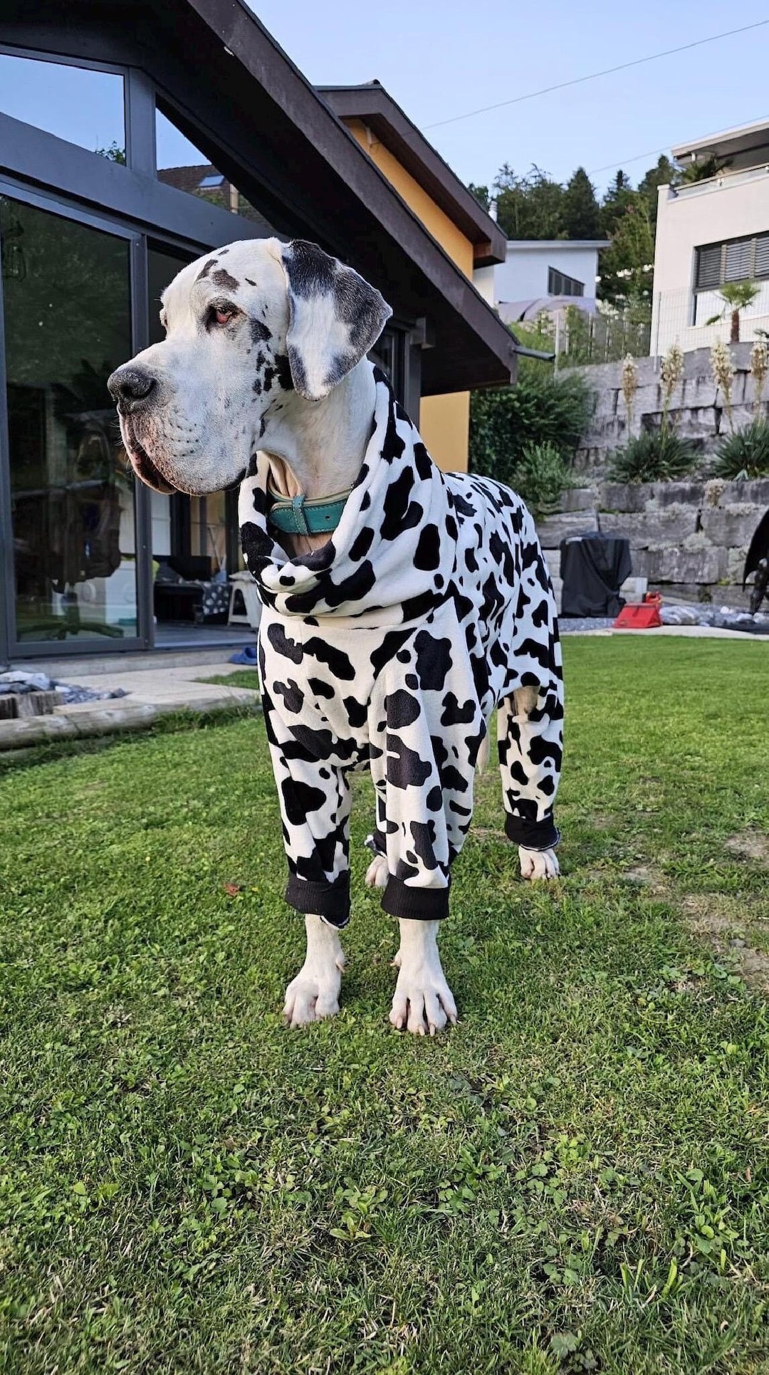 Custom Great Dane Pajamas for Dogs, Extra Large Dog Pjs, Bull Mastiff ...