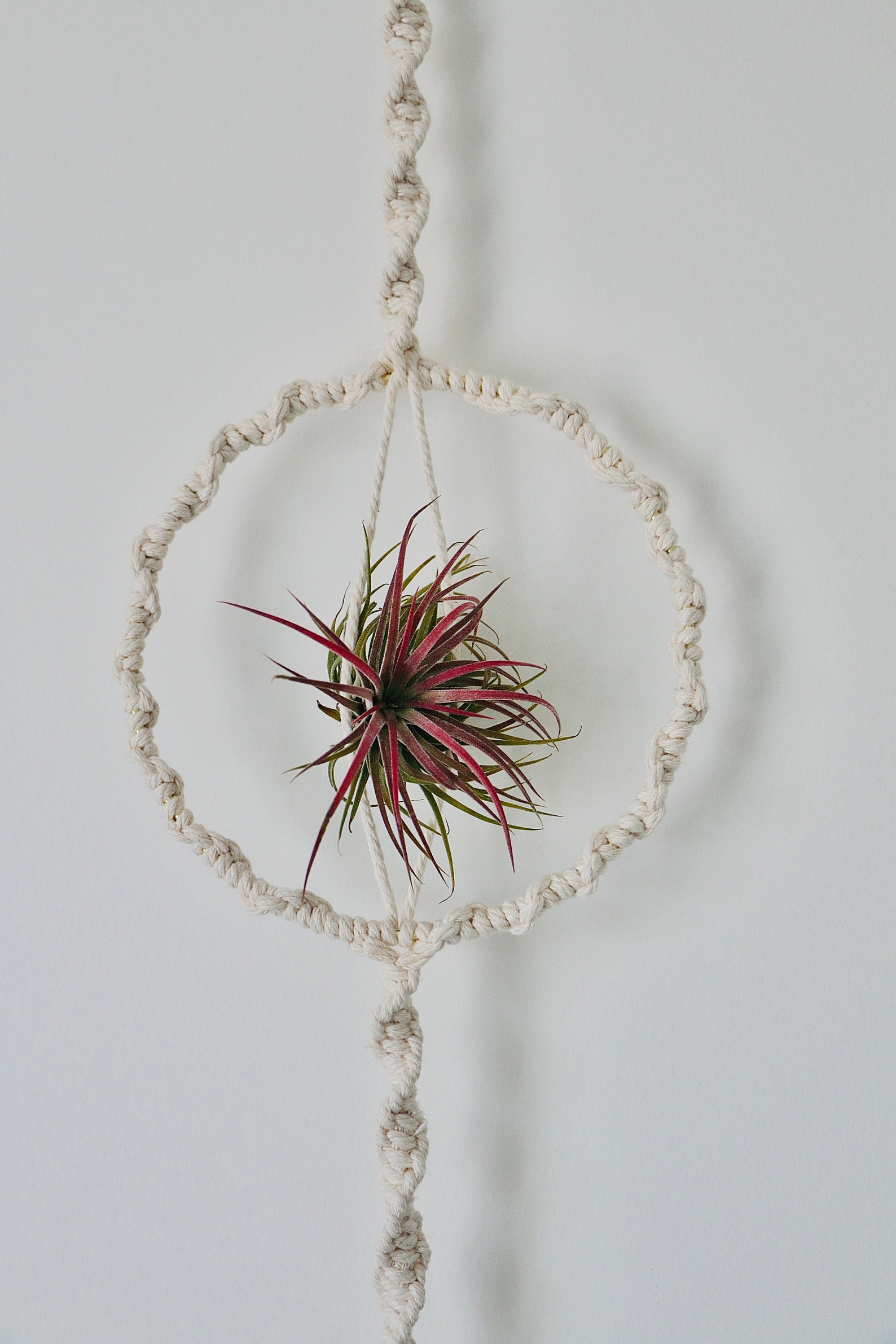 Macrame Air Plant Hanger Tillandsia Display Minimalist Indoor - Etsy