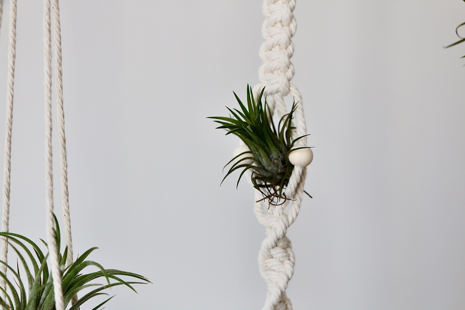 Macrame Air Plant Hanger Beige Color Minimalist Modern Simple | Etsy