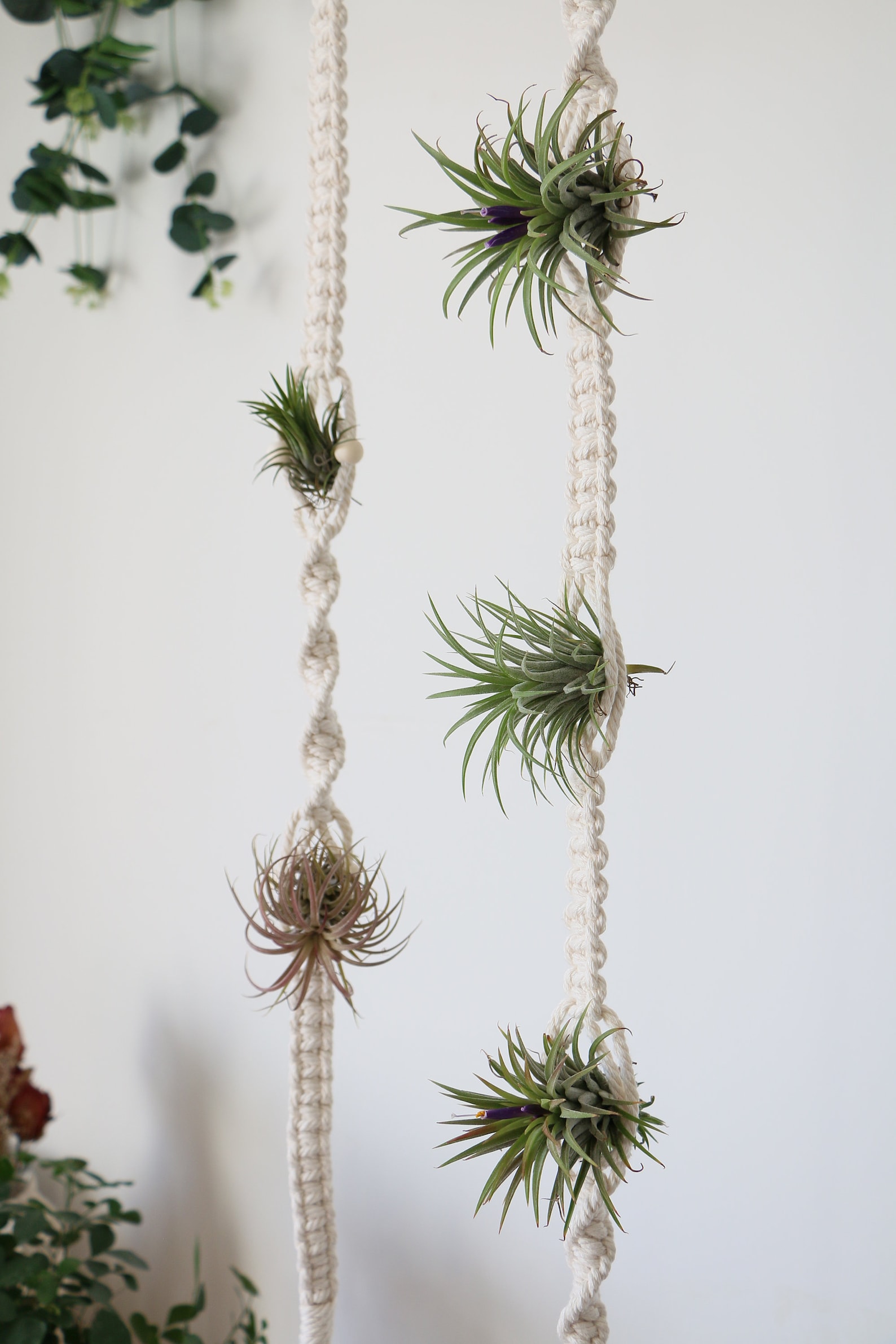 Macrame Air Plant Hanger Beige Color Minimalist Modern Simple | Etsy