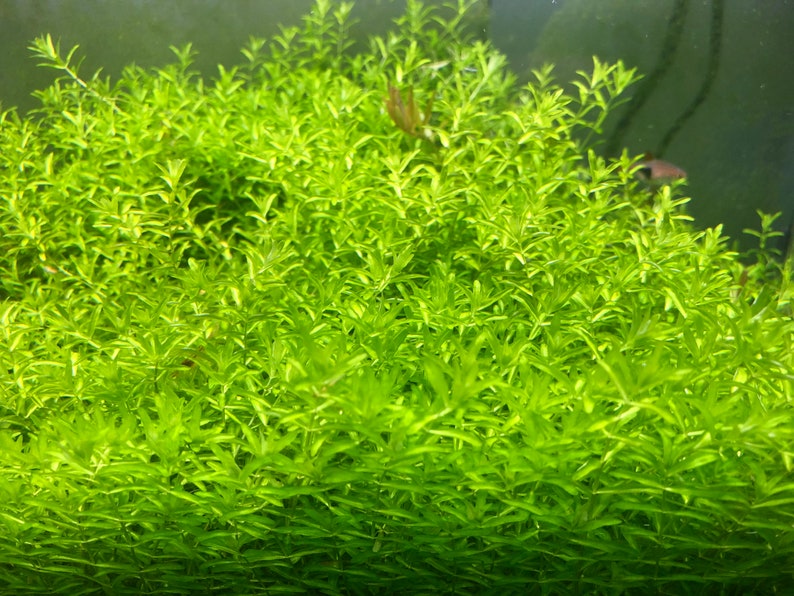 Pearl Weed 30+ Stems Live Aquarium Plant (hemianthus Micranthemoides ...