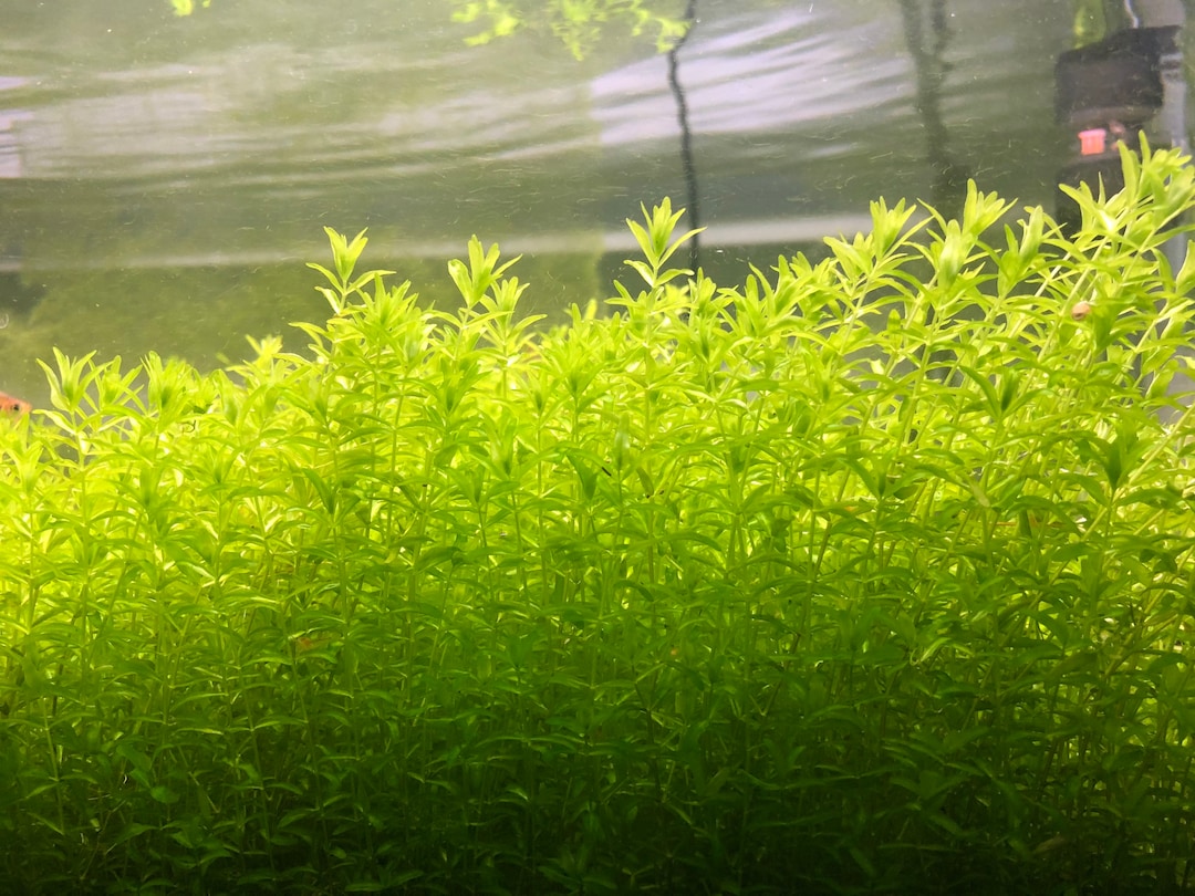 Pearl Weed 30+ Stems Live Aquarium Plant (hemianthus Micranthemoides ...