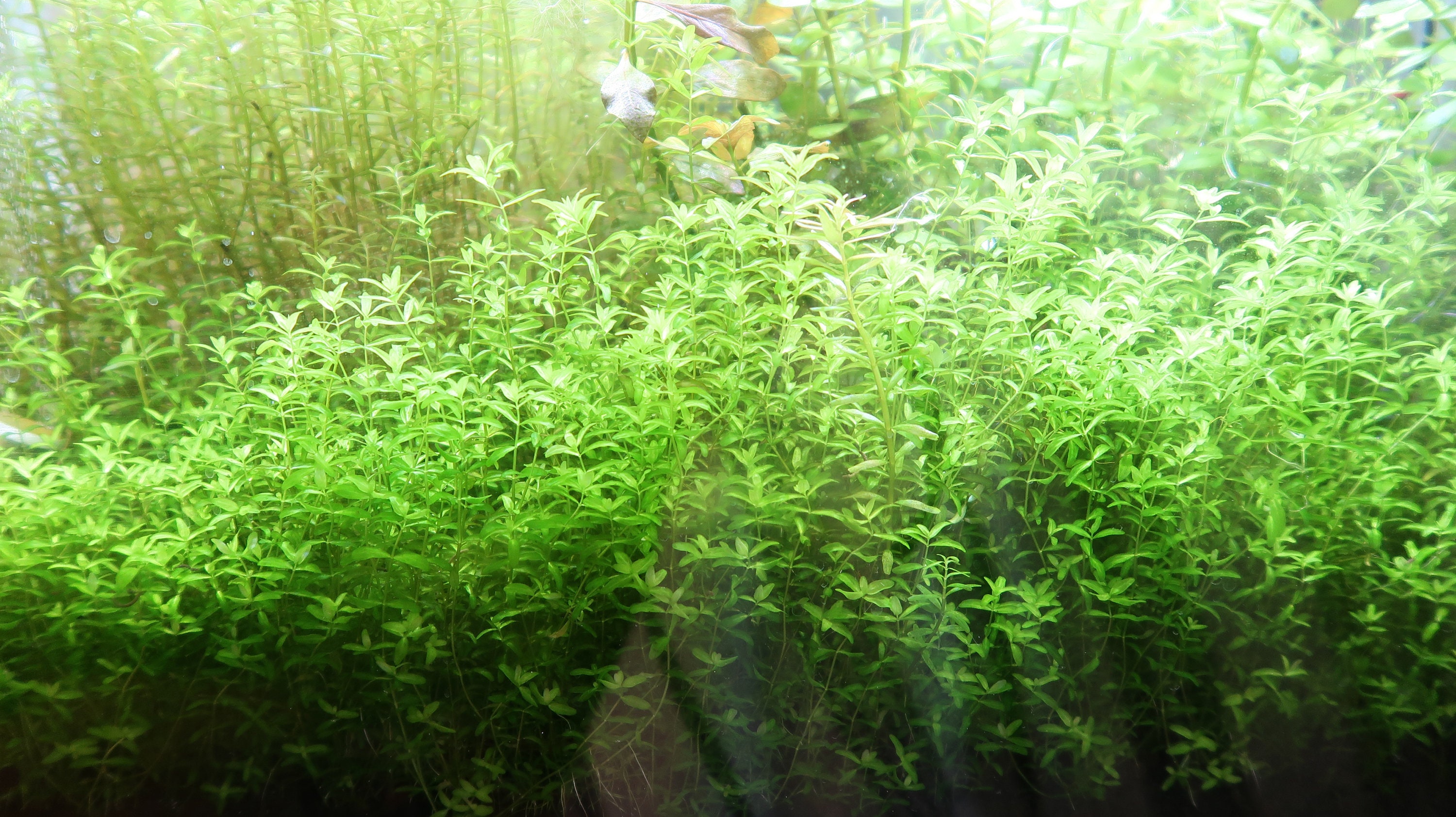 Pearl Weed 20 Stems Live aquarium Plant Hemianthus | Etsy