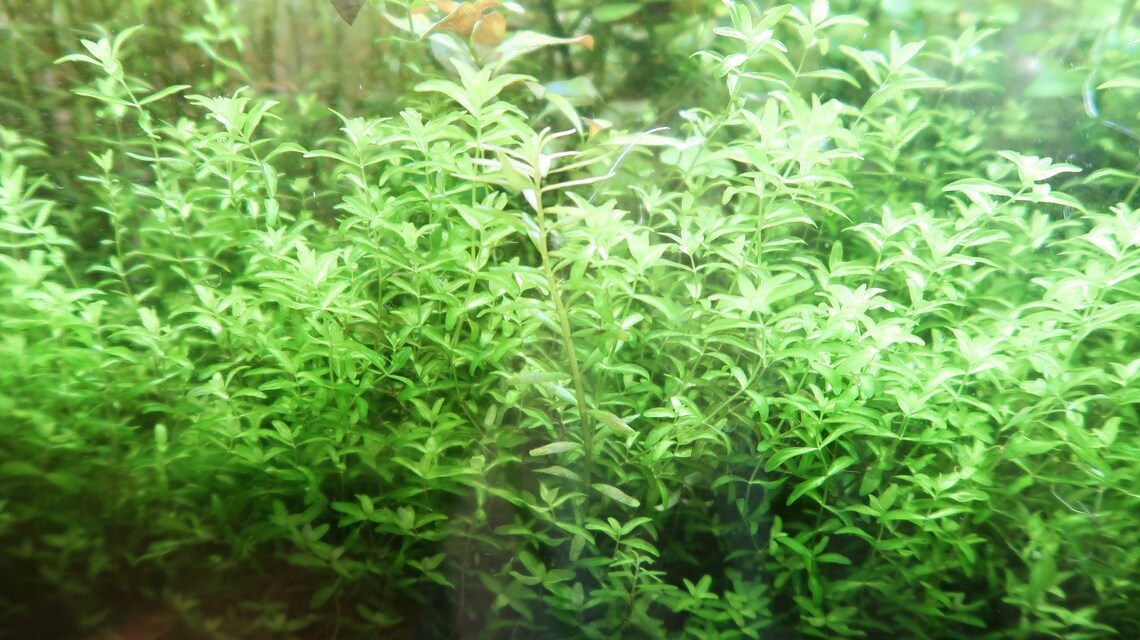 Pearl Weed 20 Stems Live aquarium Plant Hemianthus | Etsy