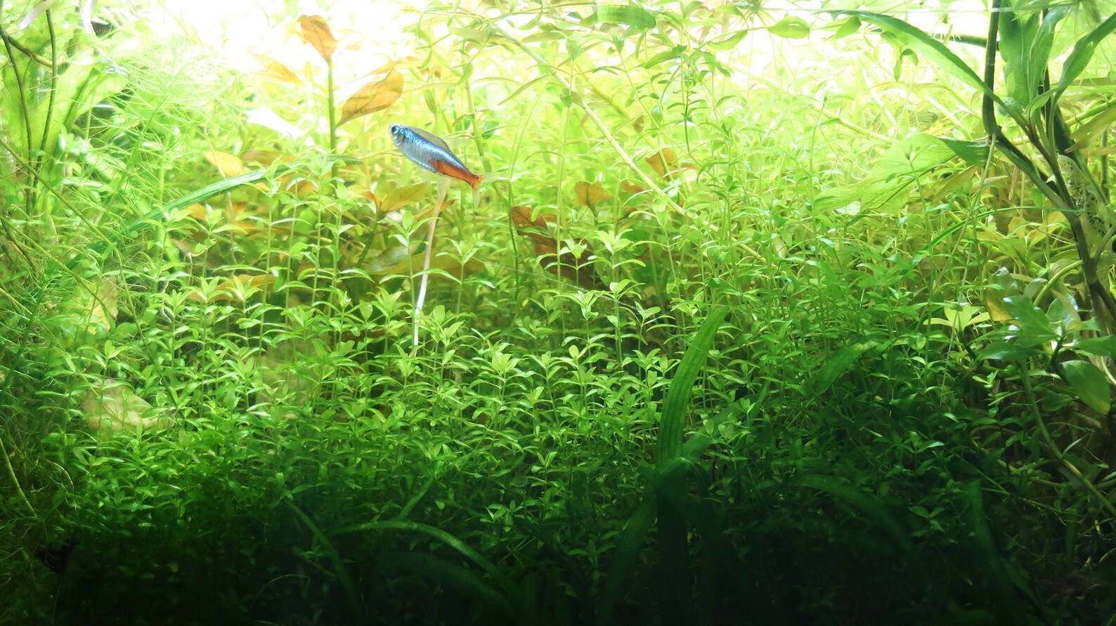 Pearl Weed 20 Stems Live Aquarium Plant hemianthus - Etsy