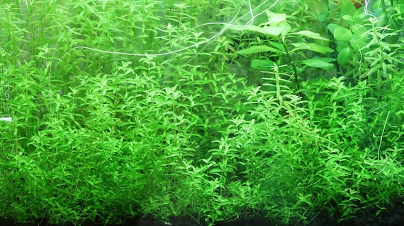 Pearl Weed 20 Stems Live aquarium Plant Hemianthus | Etsy