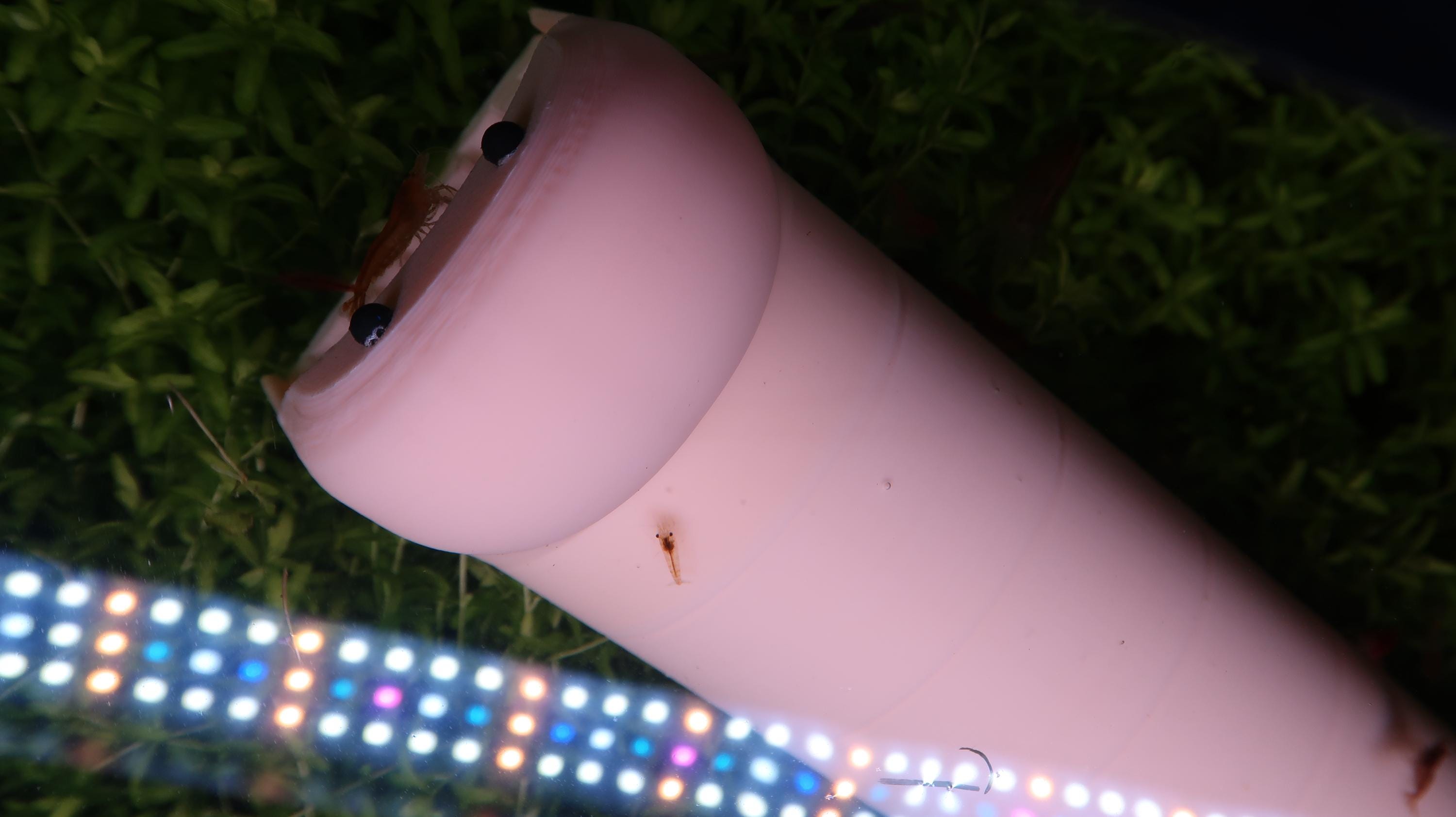 Alaskan Bull Worm Aquarium Decor - Etsy