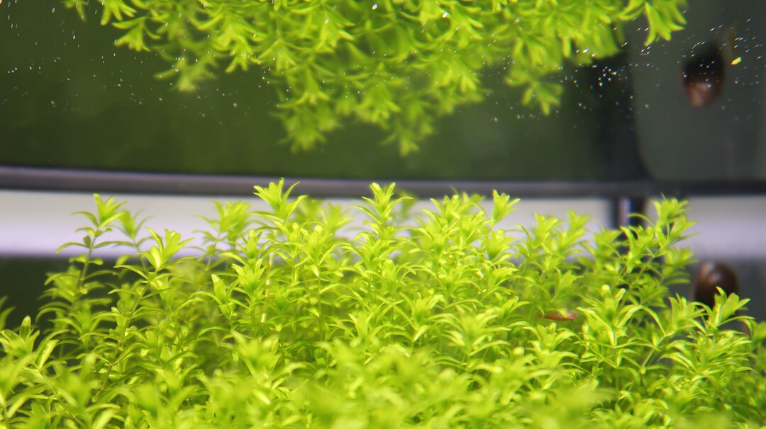 Pearl Weed 20+ Stems Live Aquarium Plant (hemianthus Micranthemoides ...