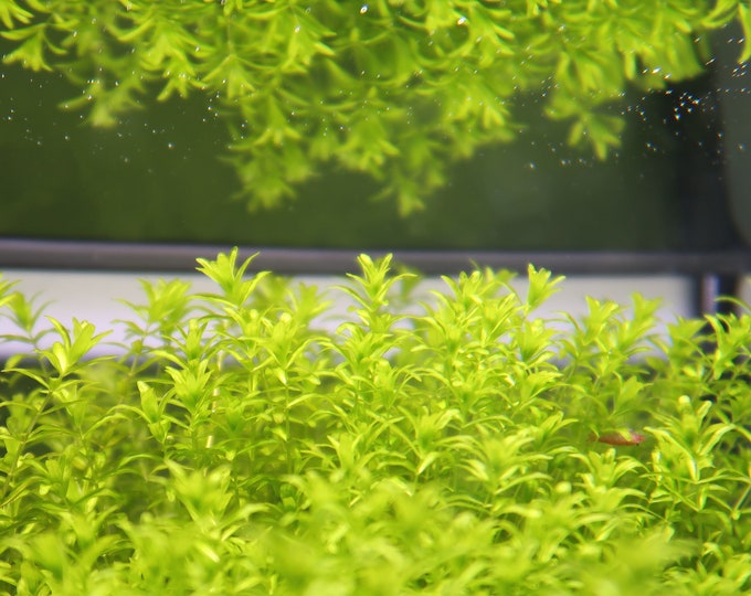 Pearl Weed 20+ Stems Live Aquarium Plant (hemianthus Micranthemoides ...
