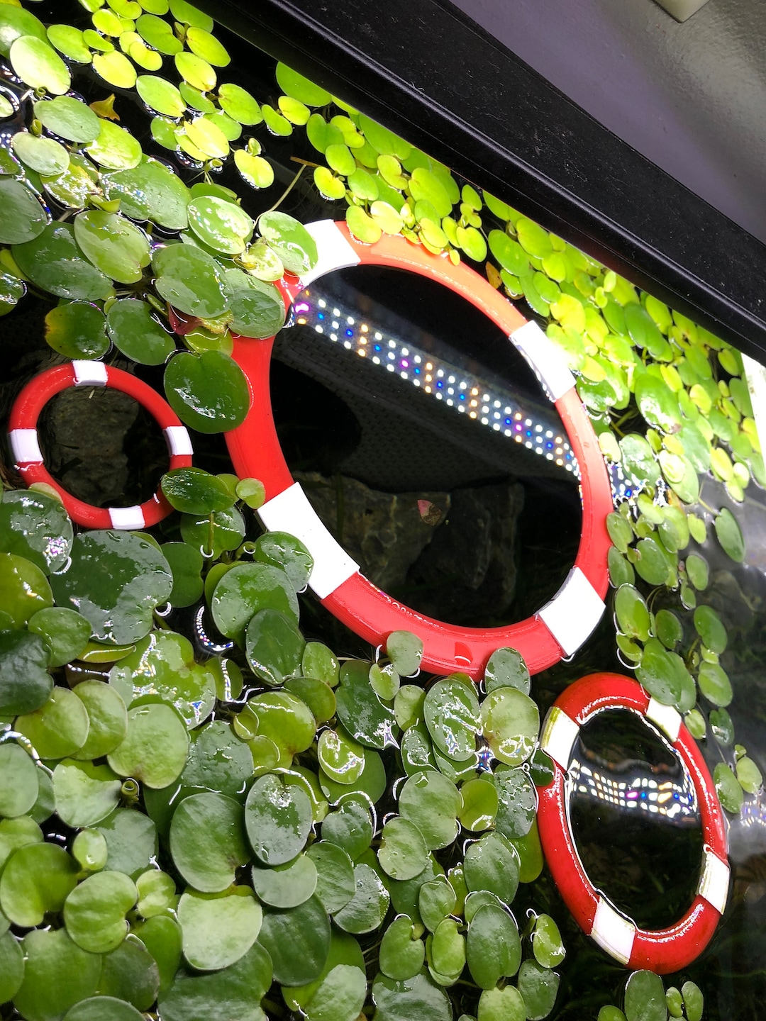 Aquarium Floating Plant Rings Life Preservers - Etsy