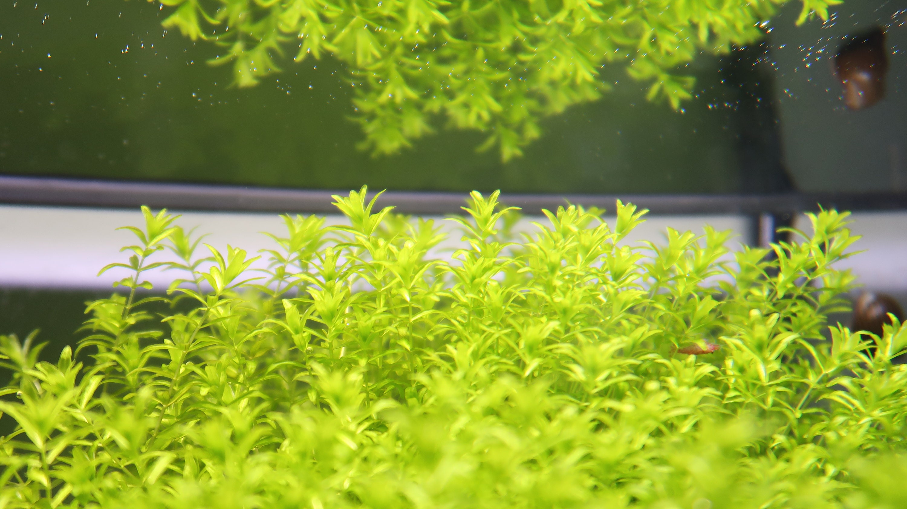 Pearl Weed 20 Stems Live Aquarium Plant hemianthus - Etsy