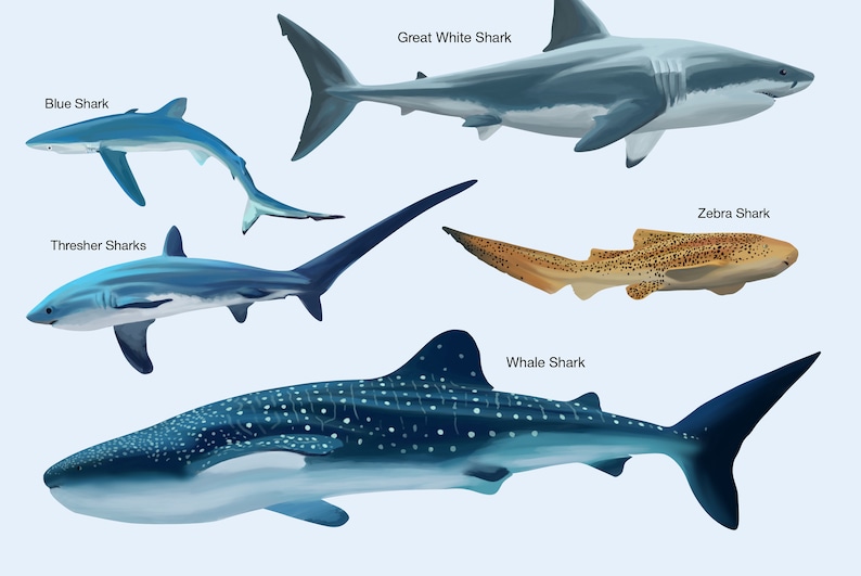 Haie Poster Haie Druck Hai-Arten Hai-Kinderzimmer-Dekor | Etsy