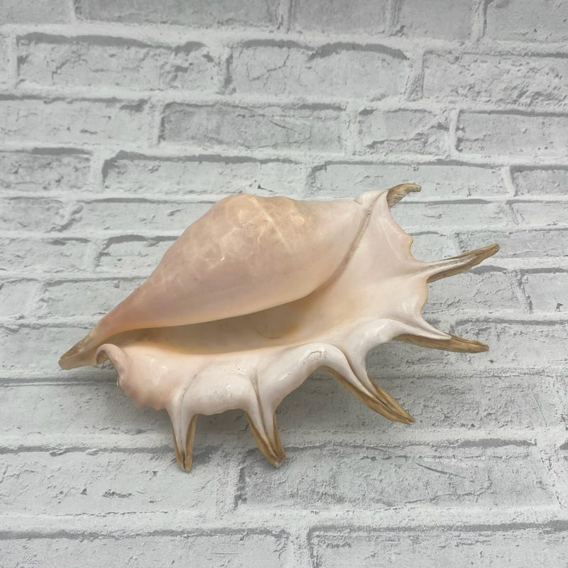 Decoupage Conch Shells - Etsy