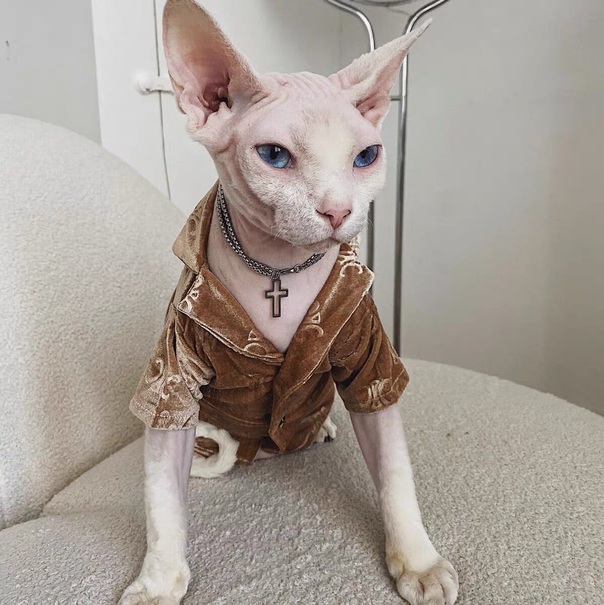 Tatty Sphynx Cat Clothes