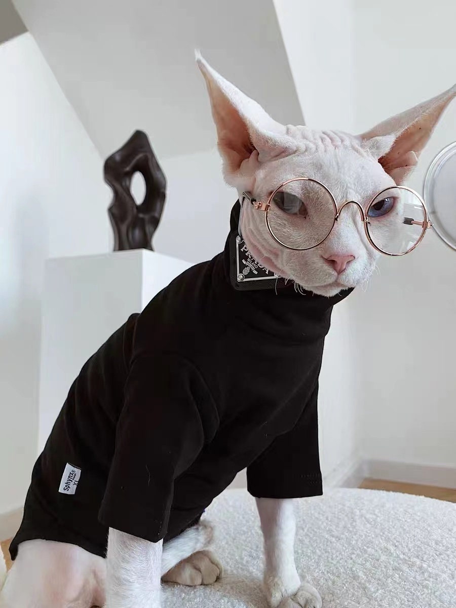 Hairless Cats In Clothes