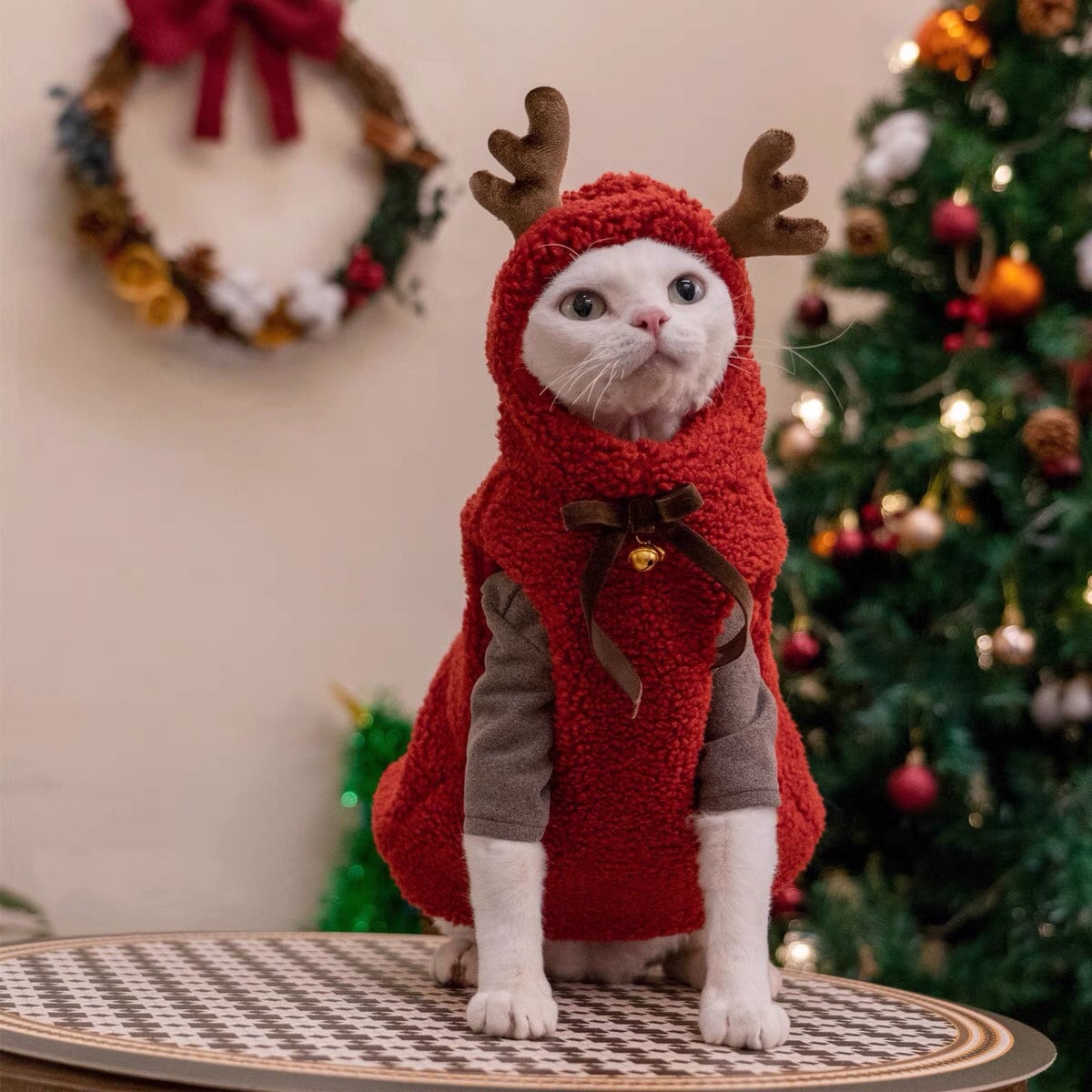Cats In Christmas Outfits
