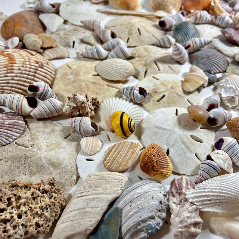 Saltwater Seashells Many Species - Etsy