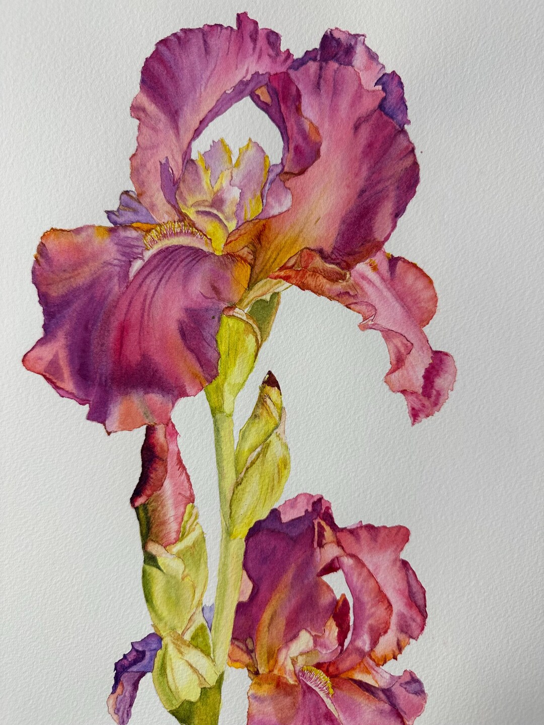 Pink Coral Iris Watercolor Painting - Hand-painted Floral Art ...