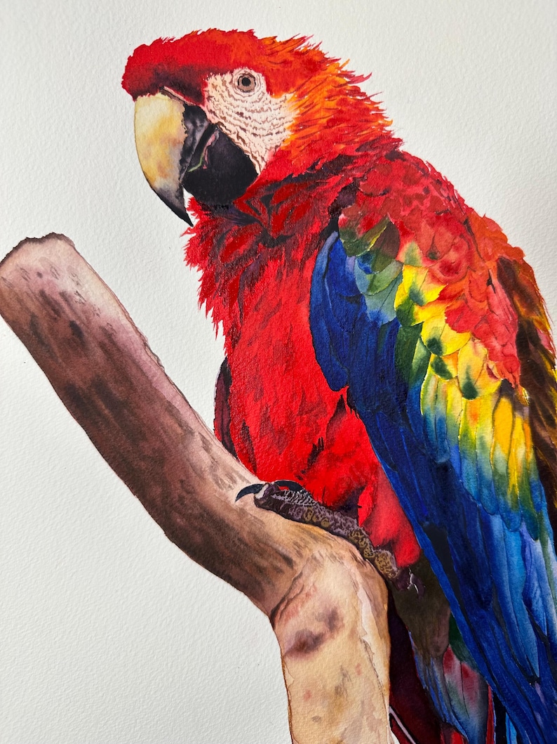Realistic Scarlet Macaw Watercolor Painting - Tropical Nature Wall Art ...