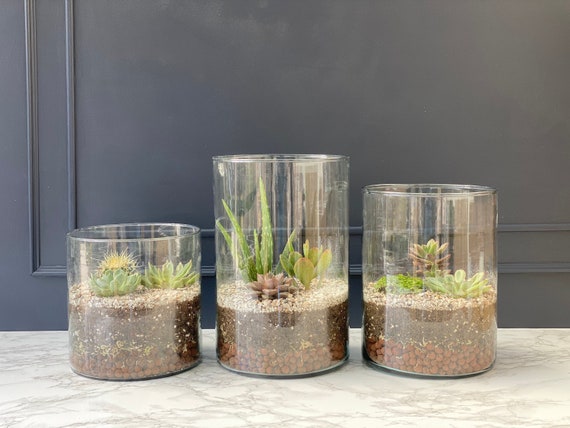 Small Tank Terrarium Kit Container Plus Terrarium Kit - Etsy UK