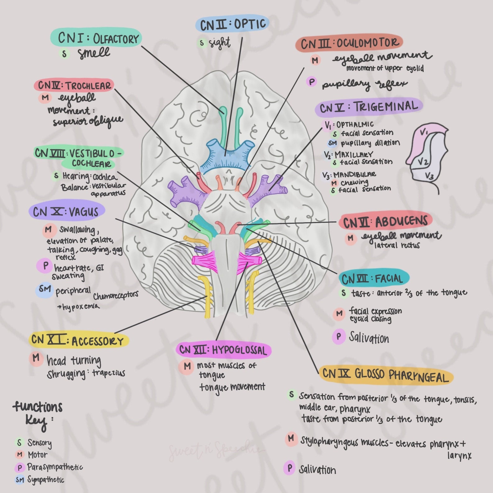 Cranial Nerves Digital Download - Etsy