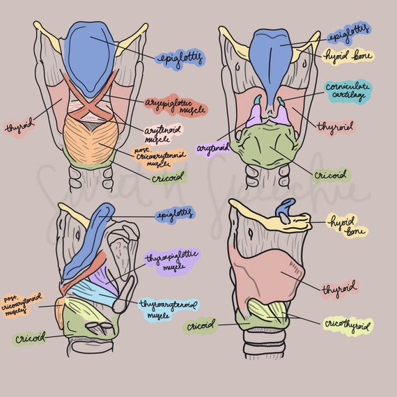 Larynx Diagram Labeled