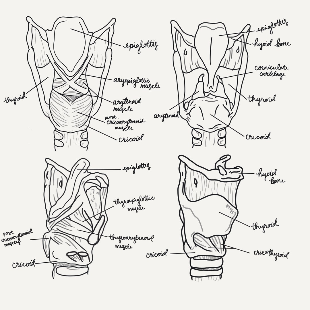 Speech Pathology/slp/slpa Larynx Color Sheet - Etsy